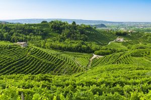 La Strada del Prosecco | Ciao tutti, Ontdek Italië