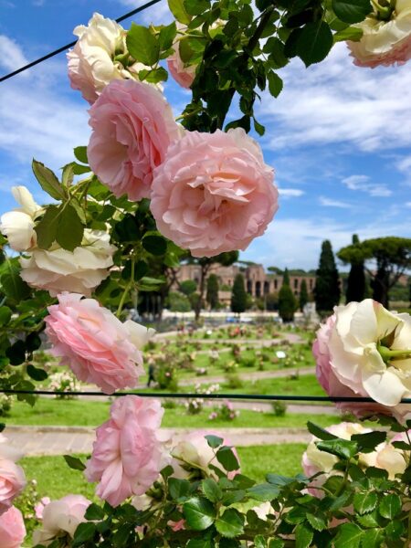 De Roseto Comunale - rozentuin - op de Aventijn in Rome