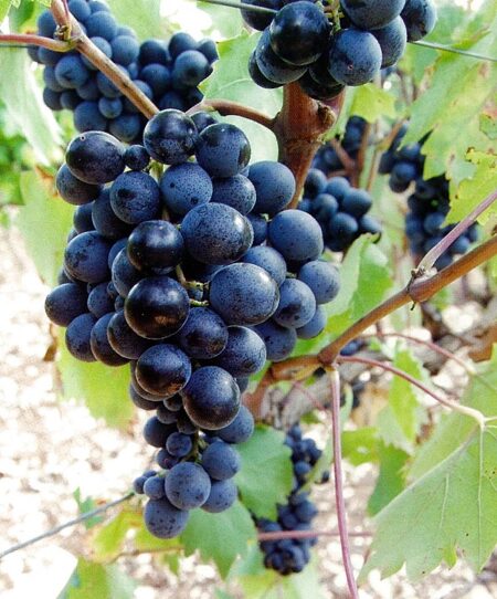 Gianfranco Fino uit Puglia maakt beste rode wijn van Italië