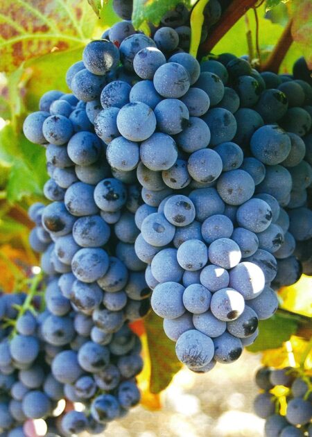 Gianfranco Fino uit Puglia maakt beste rode wijn van Italië