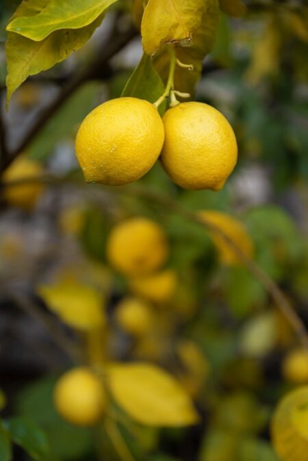 Limone sul Garda – dorp vol citroenen aan het Gardameer