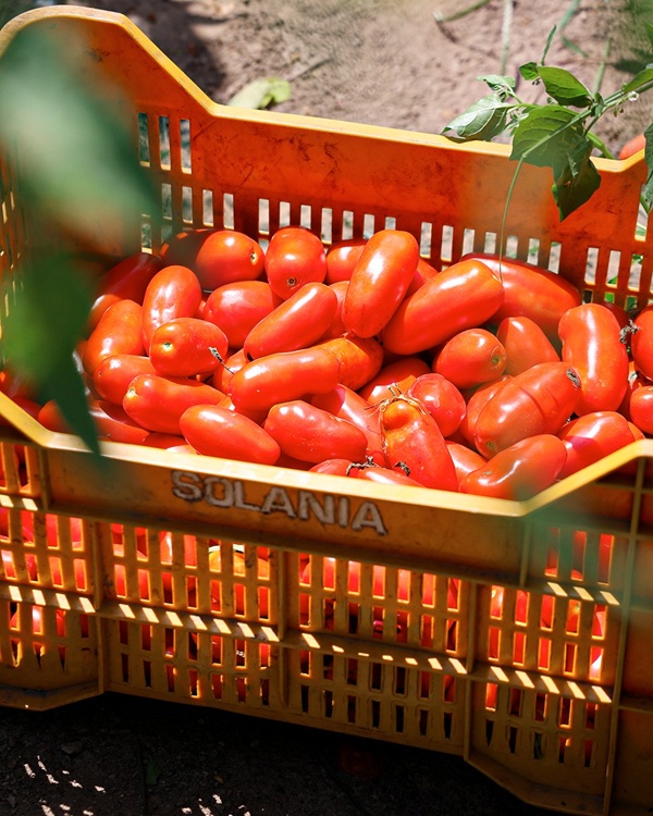 San Marzano-tomaten – het rode goud van Solania
