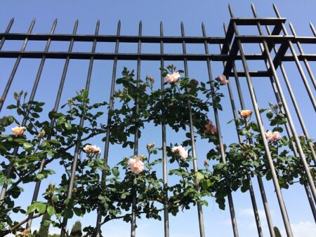 7x de mooiste uitzichten en uitkijkpunten in Rome