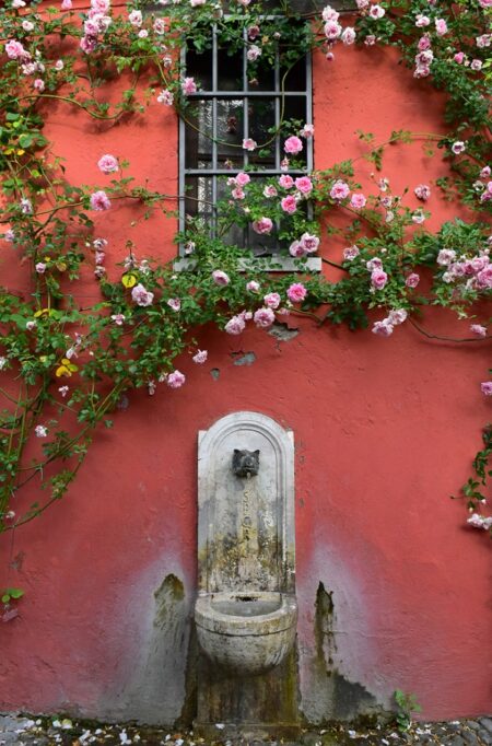 De Roseto Comunale - rozentuin - op de Aventijn in Rome